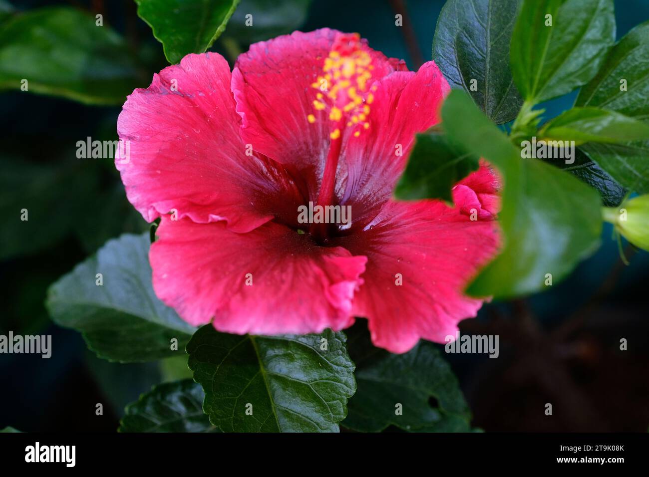 Beautiful hibiscus flower (Hibiscus rosa sinensis) on dark nature ...