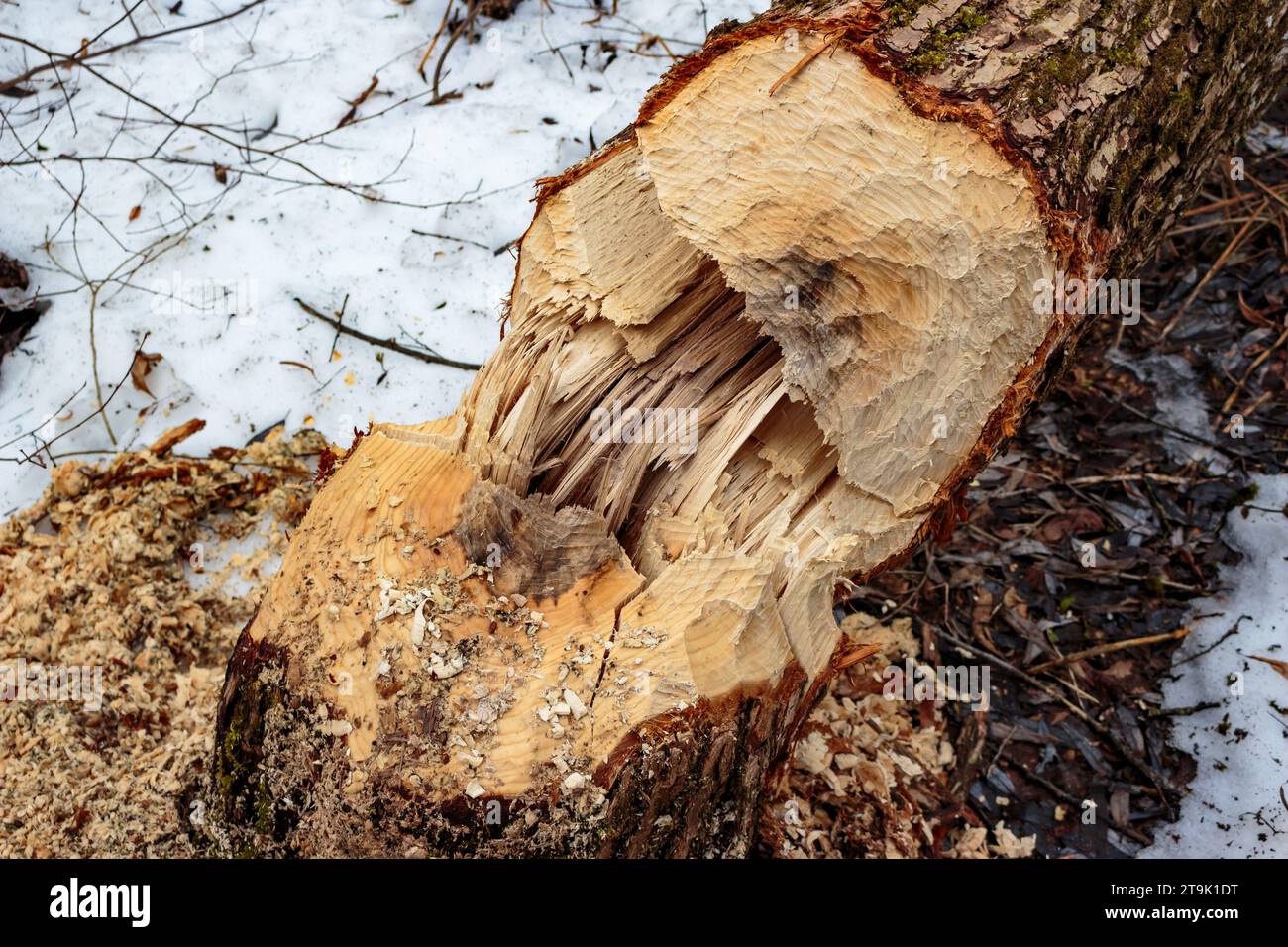 A tree in the forest felled by beavers who chewed the trunk Stock Photo ...