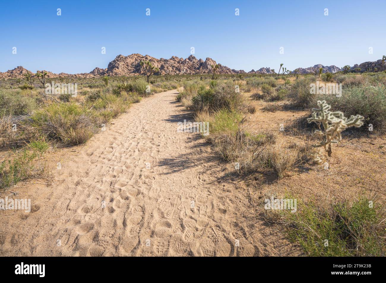 hiking the lost horse mine loop trail in joshua tree national park in ...