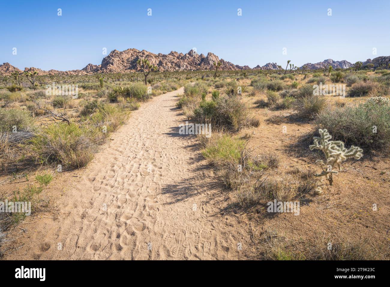 hiking the lost horse mine loop trail in joshua tree national park in ...