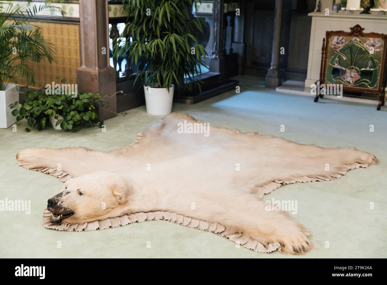 The skin of a bear on the floor by the fireplace Stock Photo - Alamy