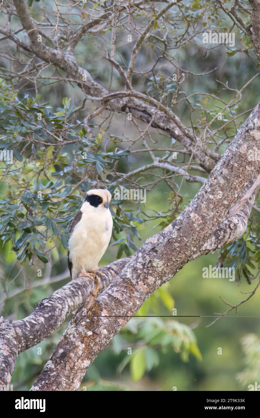 Laughing Falcon (Herpetotheres cachinnans), Serra da Canastra National ...