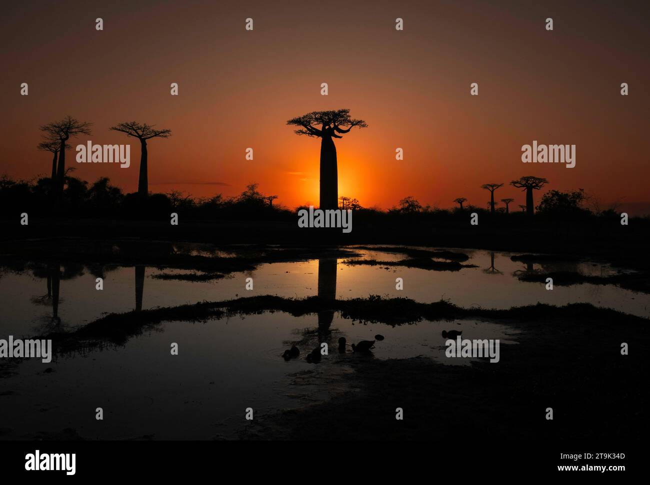 Madagascan sunset hi-res stock photography and images - Alamy