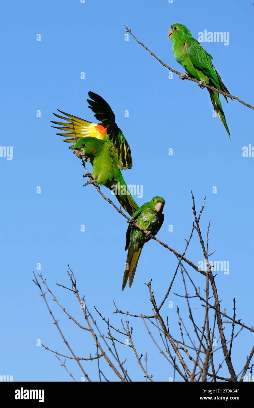 Flying White-eyed Parakeet (Psittacara leucophthalmus), Serra da ...