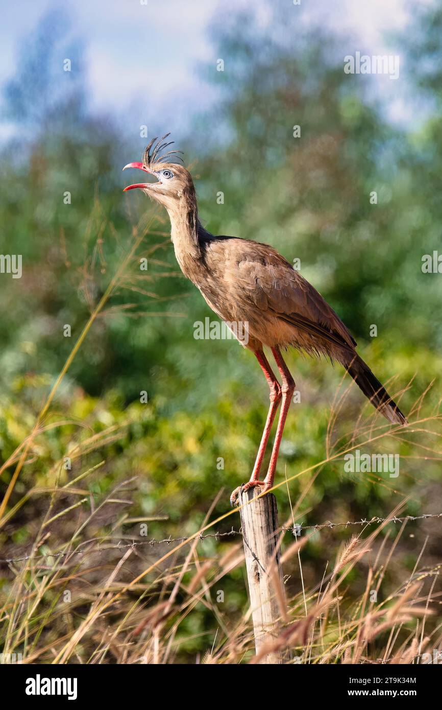 Serra da seriema hi-res stock photography and images - Alamy