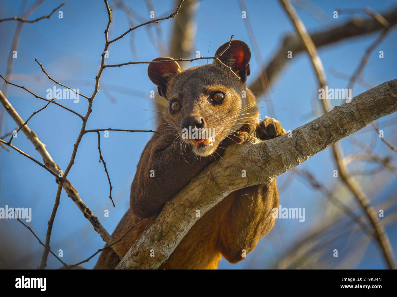 Fossa creeping cat (Cryptoprocta ferrox) on a tree in the dry forests ...