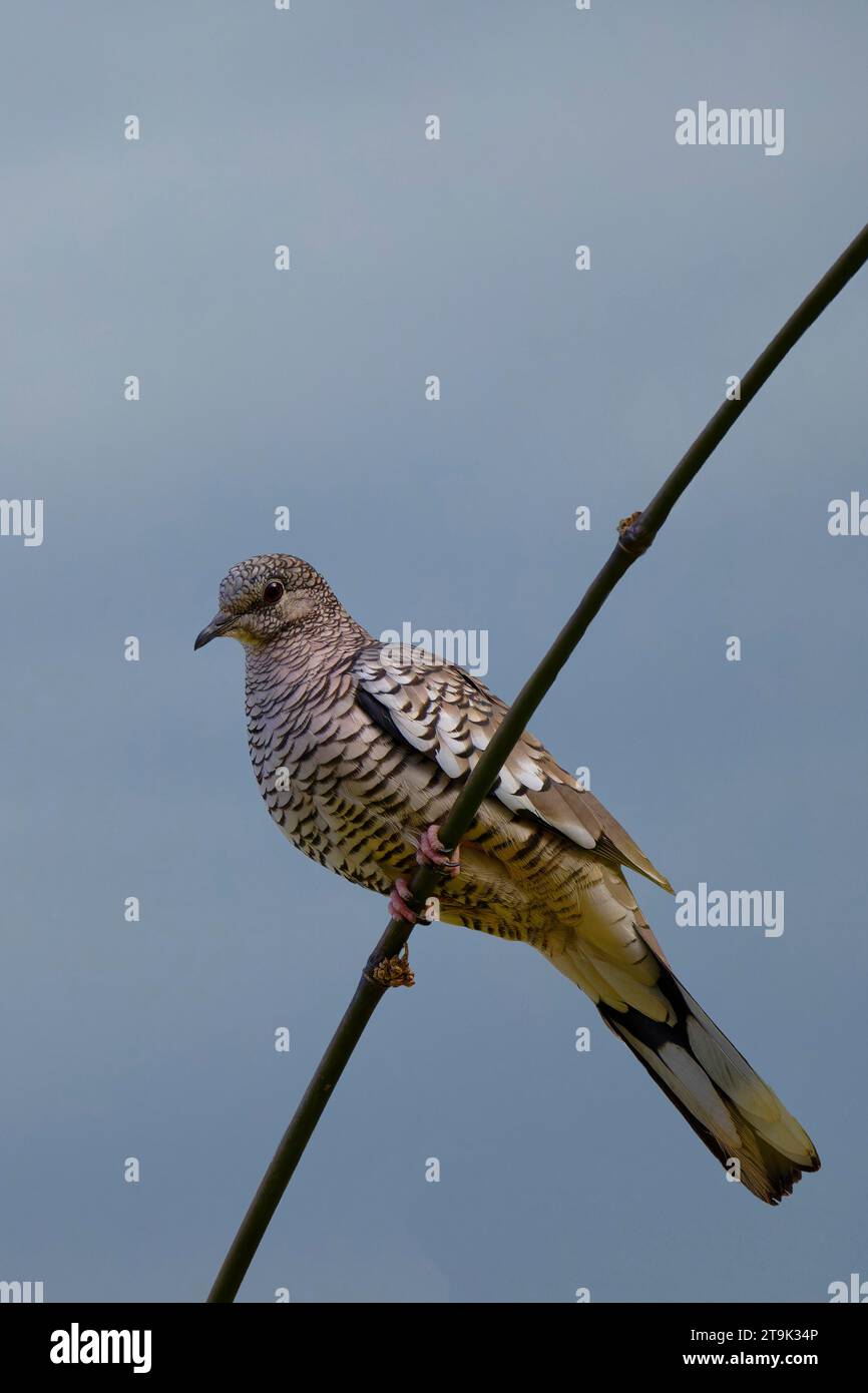 Scaled Dove (Columbina squammata), Serra da Canastra National Park ...