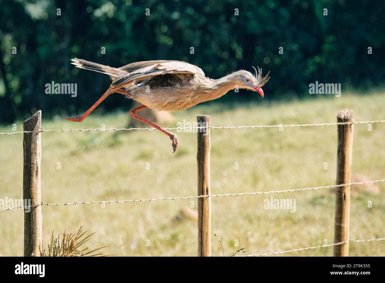 Red-legged Seriema (Cariama cristata) or Crested Seriema flying and ...