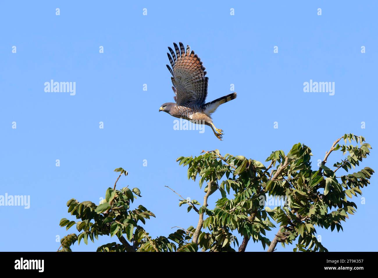 Flying Roadside Hawk (Rupornis magnirostris), Serra da Canastra ...