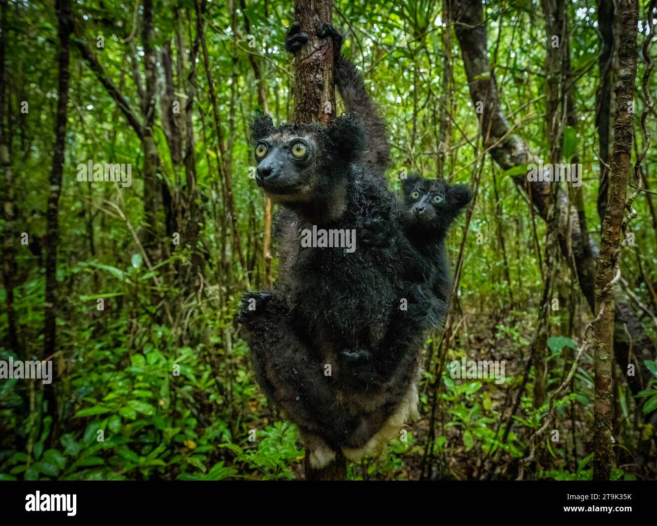 Indri lemur in the rainforests of eastern Madagascar Stock Photo - Alamy