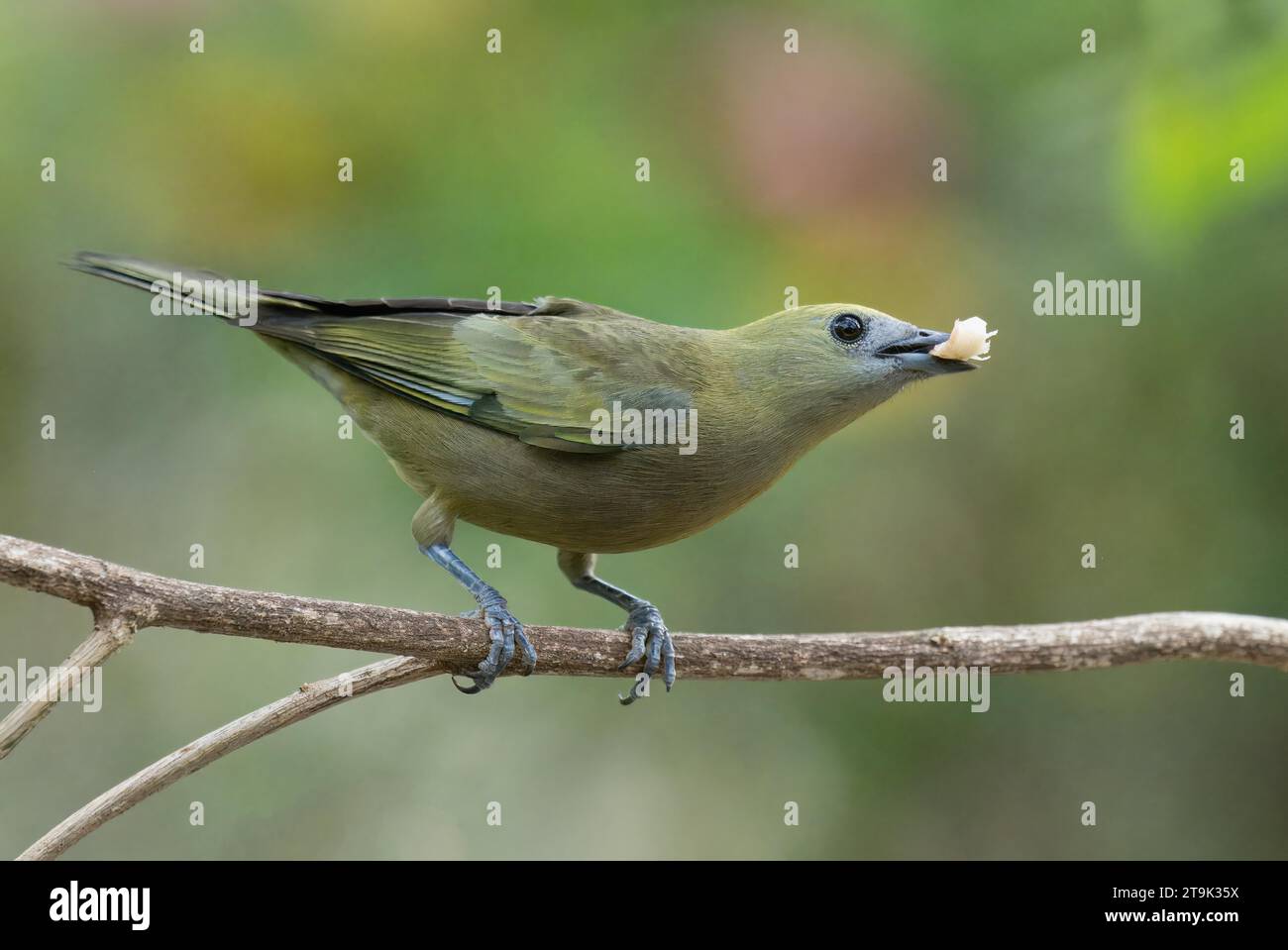 Sayaca Tanager (Thraupis sayaca), Serra da Canastra National Park ...