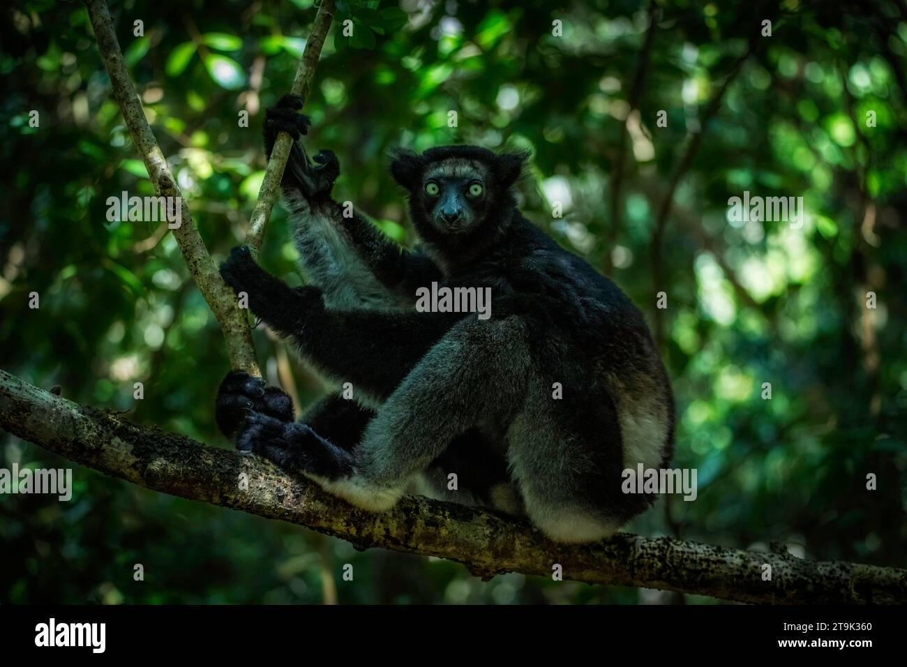 Indri lemur in the rainforests of eastern Madagascar Stock Photo - Alamy