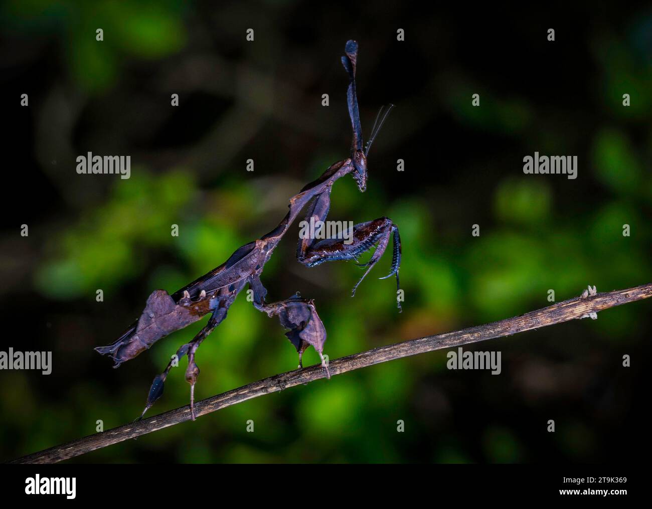A praying mantis of the genus (Phyllocrania paradoxa) in the ...