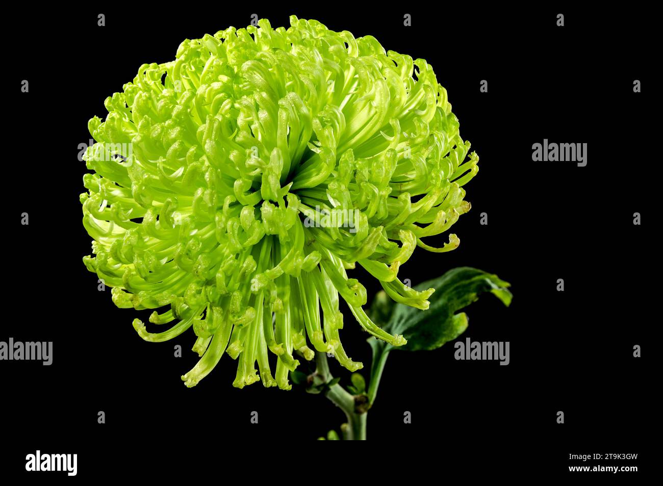 Anastasia dark green chrysanthemum flower on a black background. Flower ...
