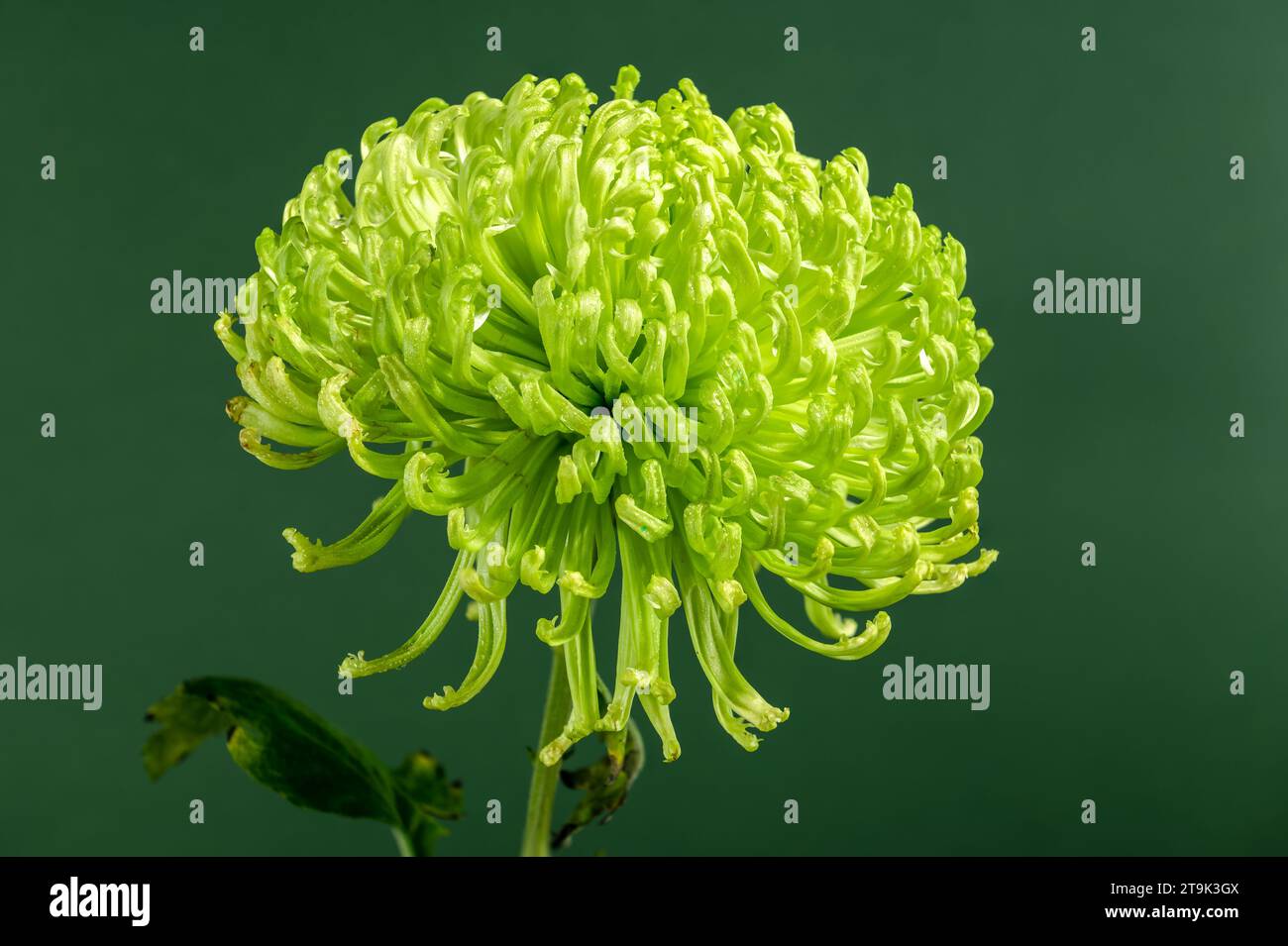 Anastasia dark green chrysanthemum flower on a green background. Flower ...