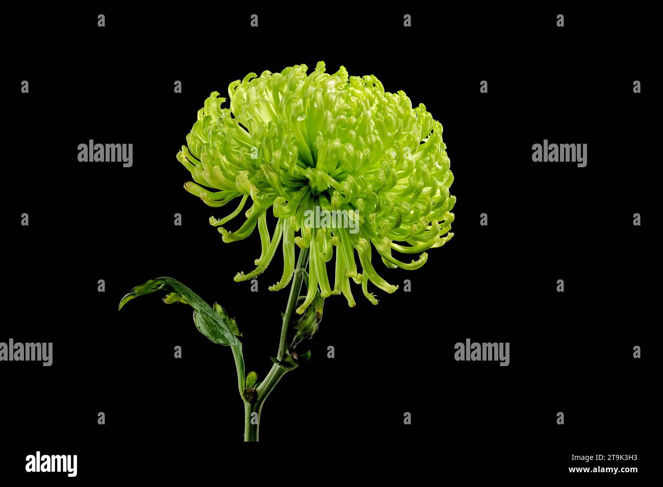Anastasia dark green chrysanthemum flower on a black background. Flower ...