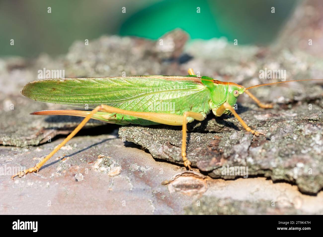 green grasshopper sitting on a leaf, small grasshopper, selected focus ...