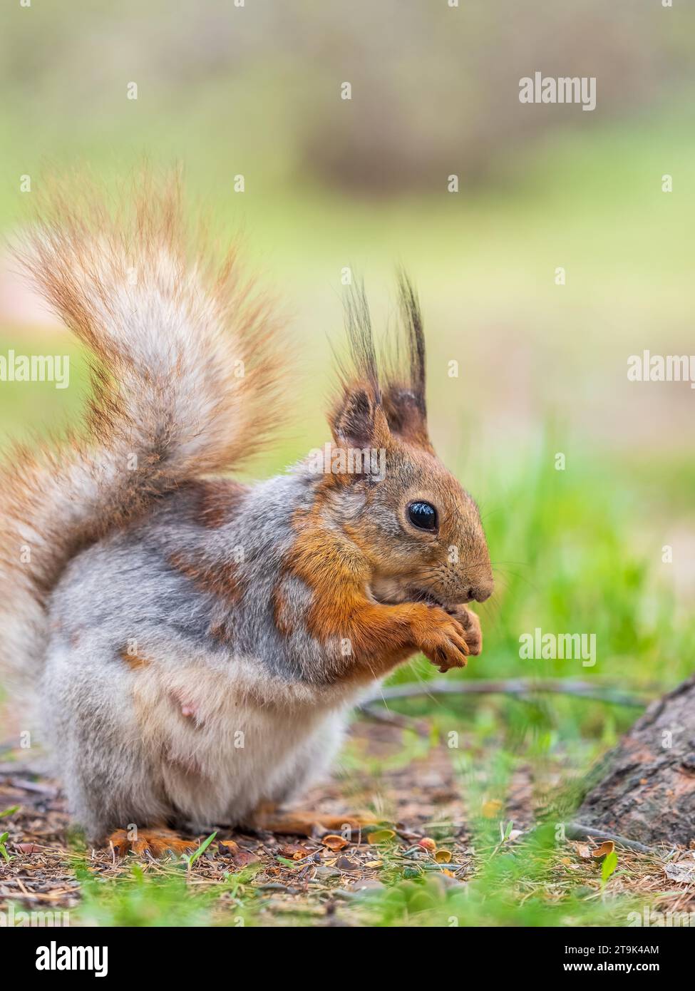 Squirrel eats a nut while sitting in green grass. Eurasian Red squirrel, Sciurus vulgaris ...