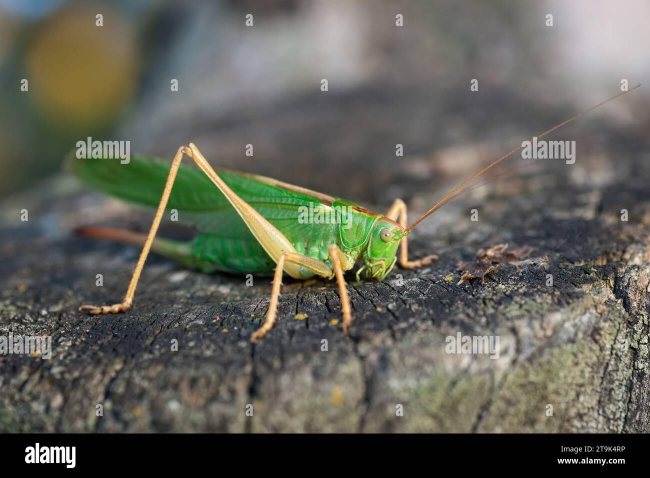 green grasshopper sitting on a leaf, small grasshopper, selected focus ...
