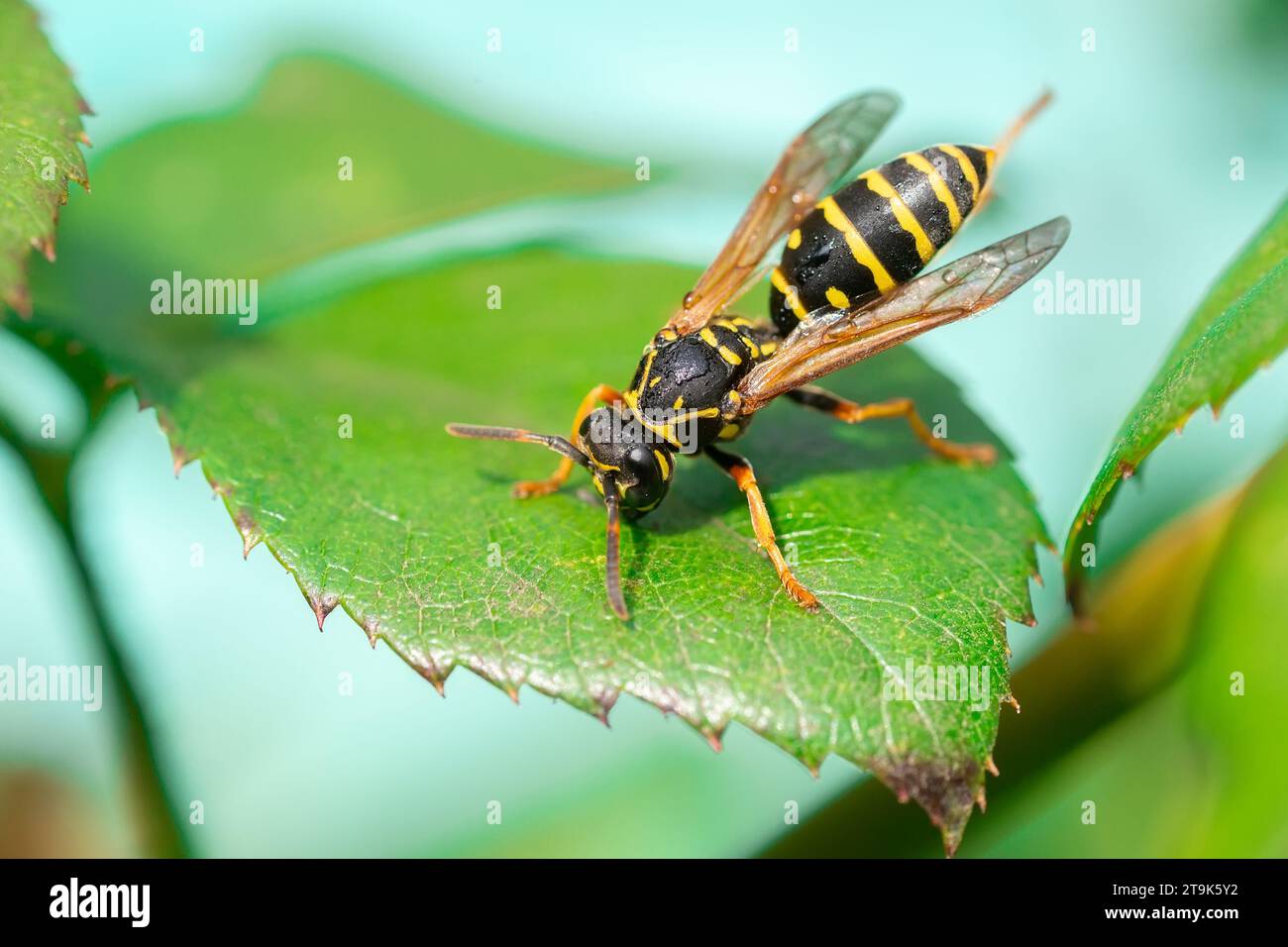 European wasp. Ultra macro photo. Wasp on a green leaf. Parts of the body of a wasp close-up ...
