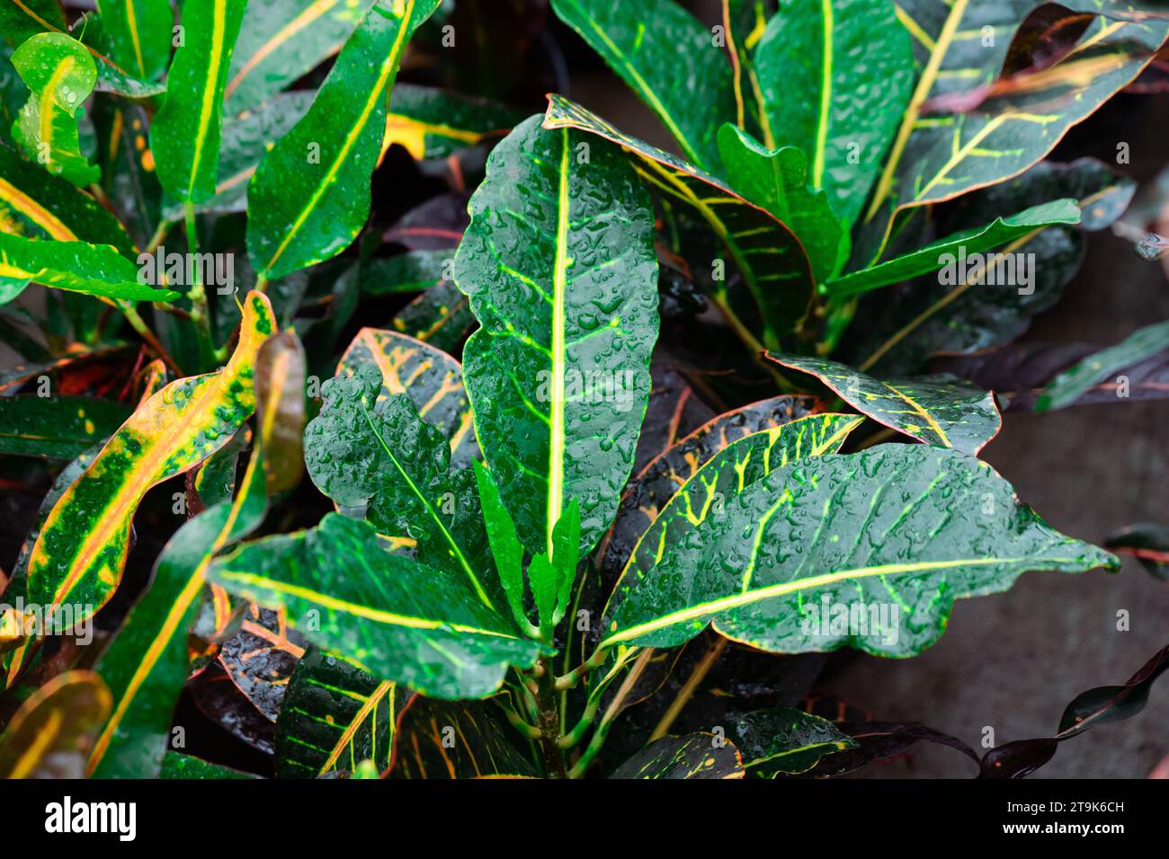 Croton codiaeum variegatum euphorbiaceae hi-res stock photography and ...