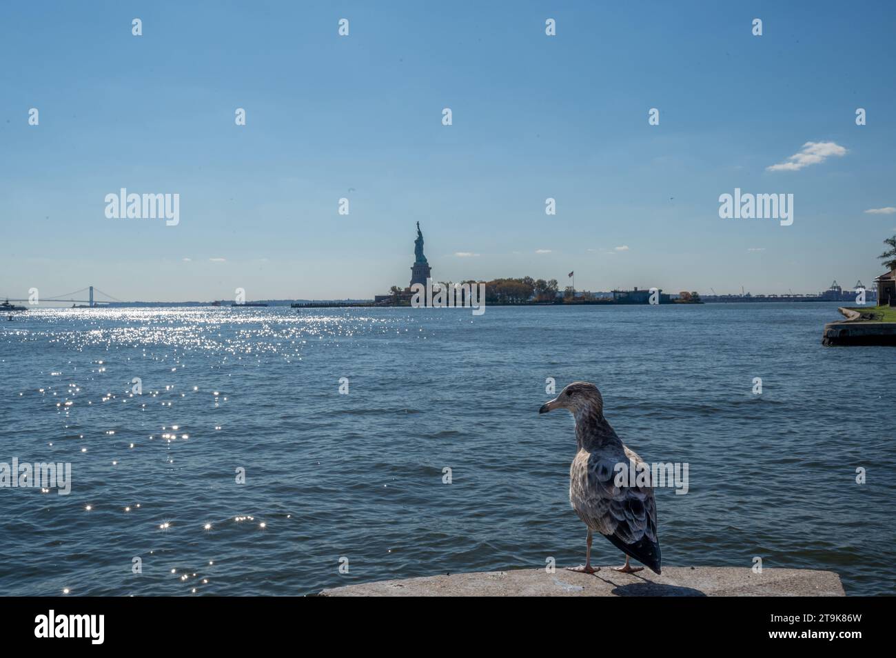 bird and statue of liberty, nyc, usa Stock Photo - Alamy