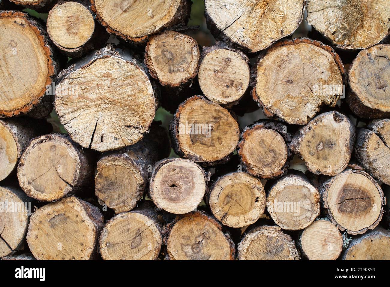Stack many sawn logs hi-res stock photography and images - Alamy