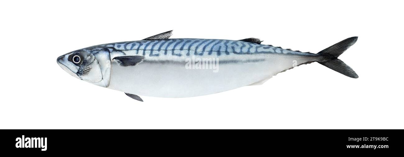 Atlantic mackerel fish isolated on a white background with clipping ...