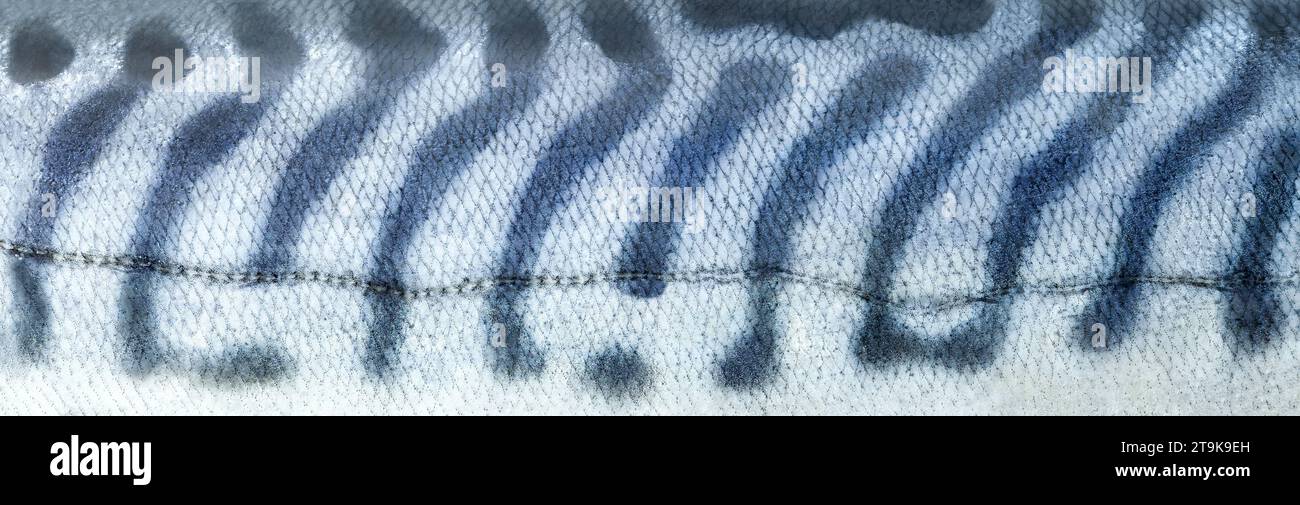Striped coloring of skin mackerel fish close up Stock Photo - Alamy
