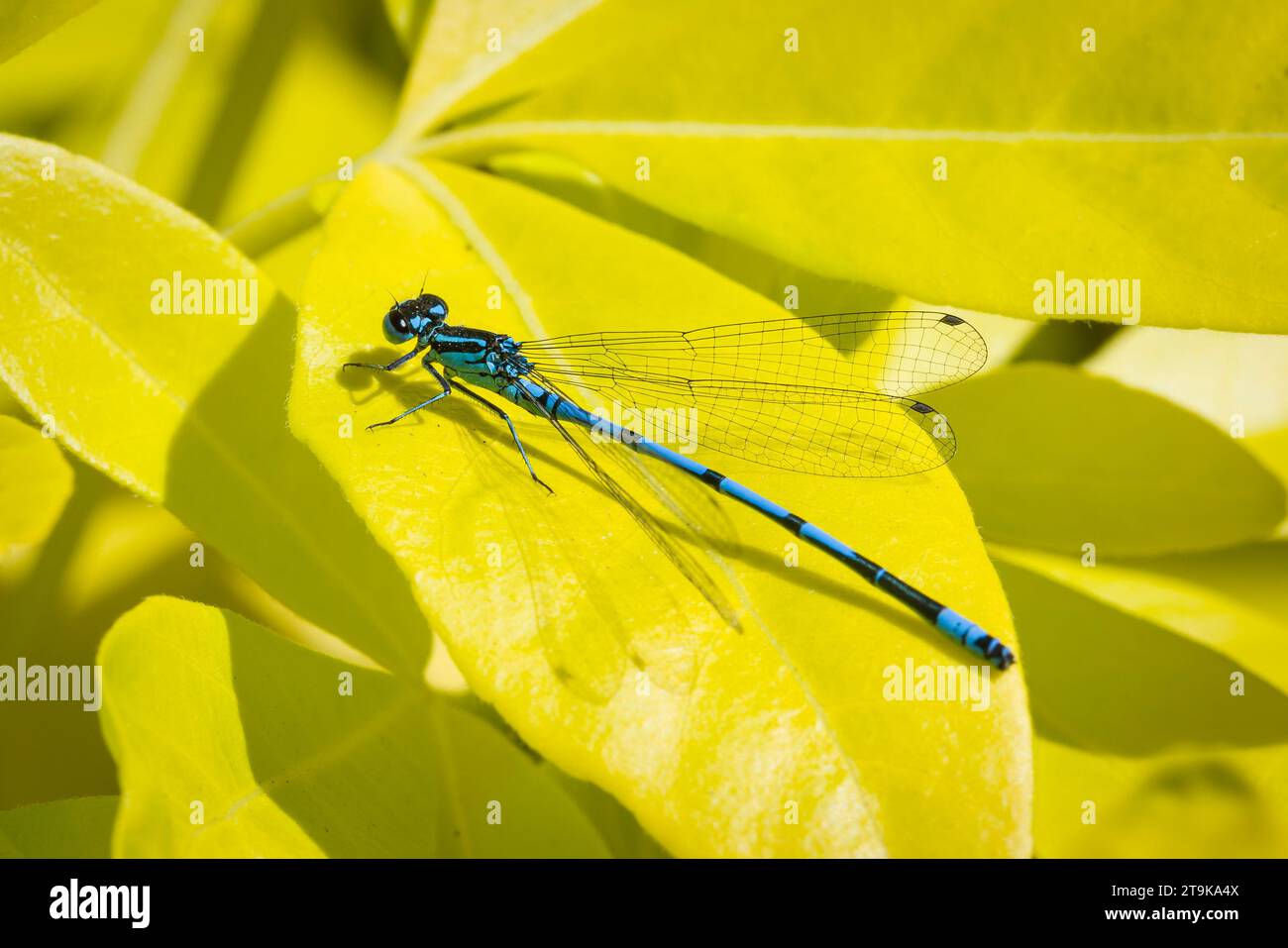 British garden insects hi-res stock photography and images - Alamy