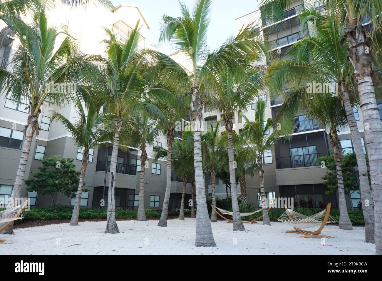 Palm Trees at the rear of the Grove Resort and Water Park in Orlando ...