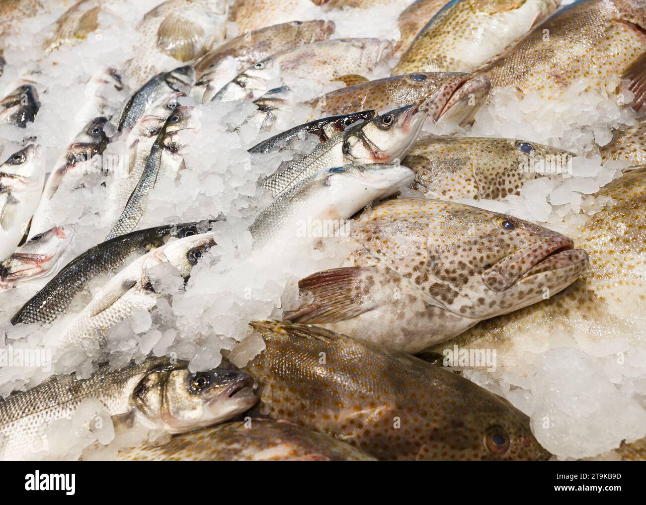 Fresh raw whole fish different chilled on ice, at the fish market Stock ...