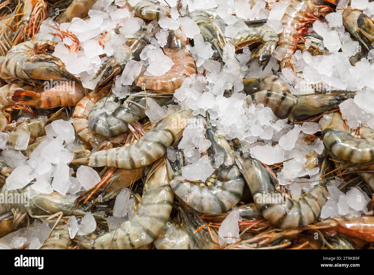 Tiger prawns on ice, fresh raw whole chilled, at the fish market Stock ...