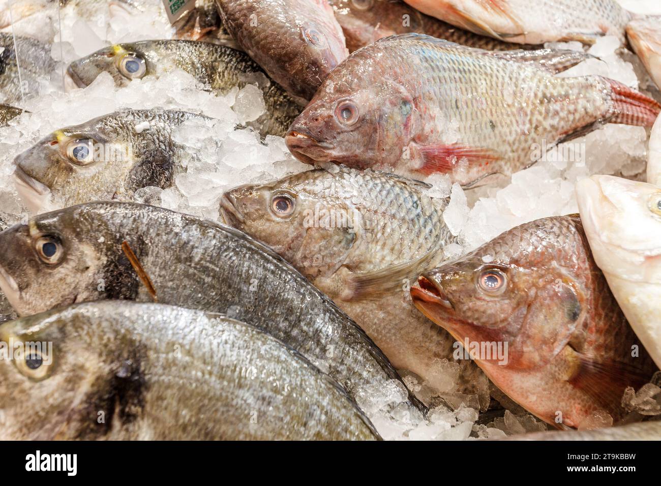 Fresh raw whole fish different chilled on ice, at the fish market. Red ...