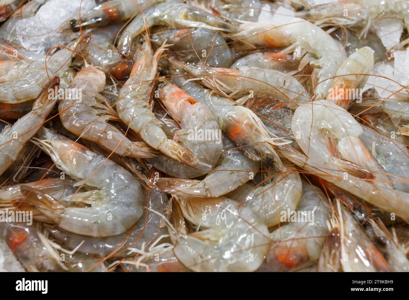 Prawns on ice, shrimp many fresh raw whole chilled, at the fish market ...