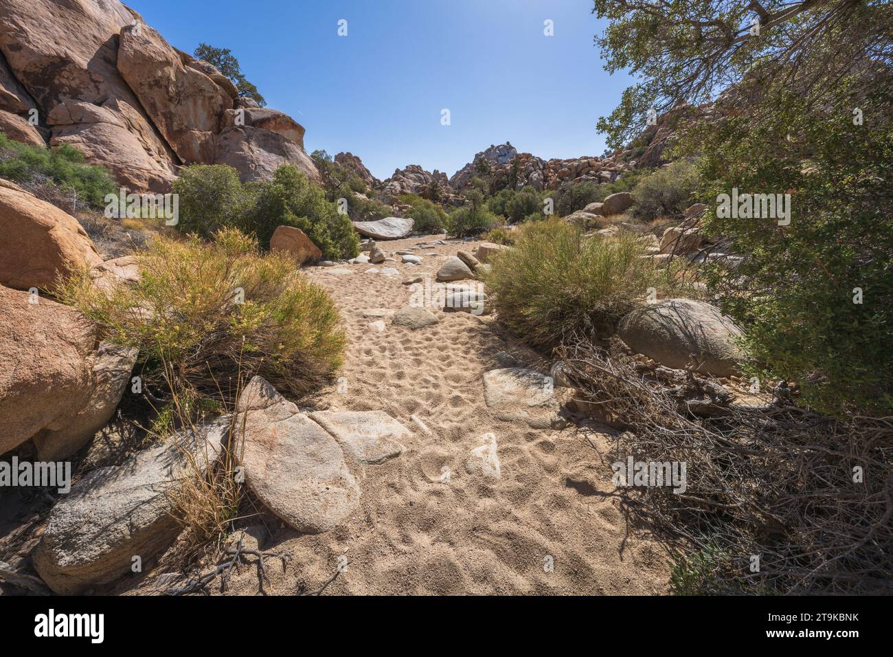 hiking the lost horse mine loop trail in joshua tree national park in ...