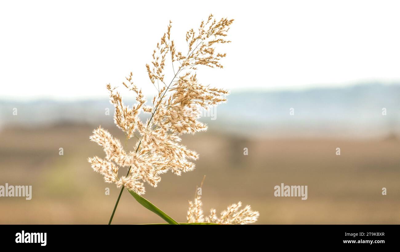 Top part of phragmites australis water reed stems with leaves and seed ...