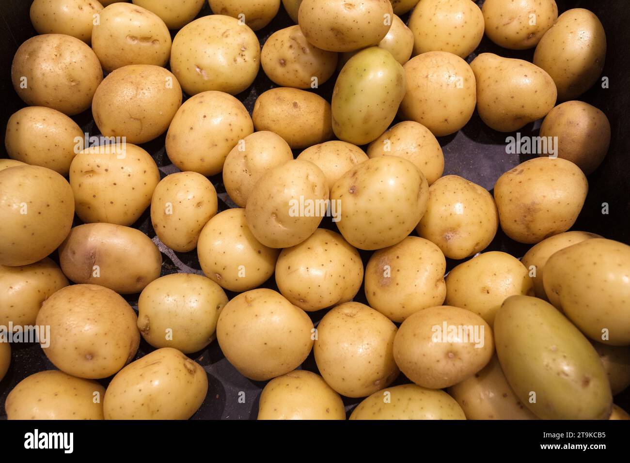 Potatoes fresh raw unpeeled, whole, many piled in bulk, in food market ...