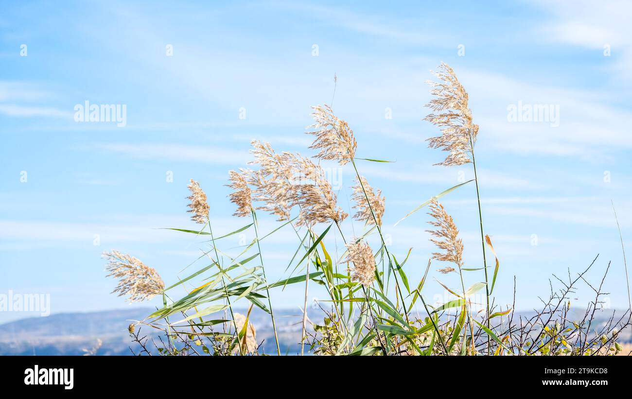 Top part of phragmites australis water reed stems with leaves and seed ...