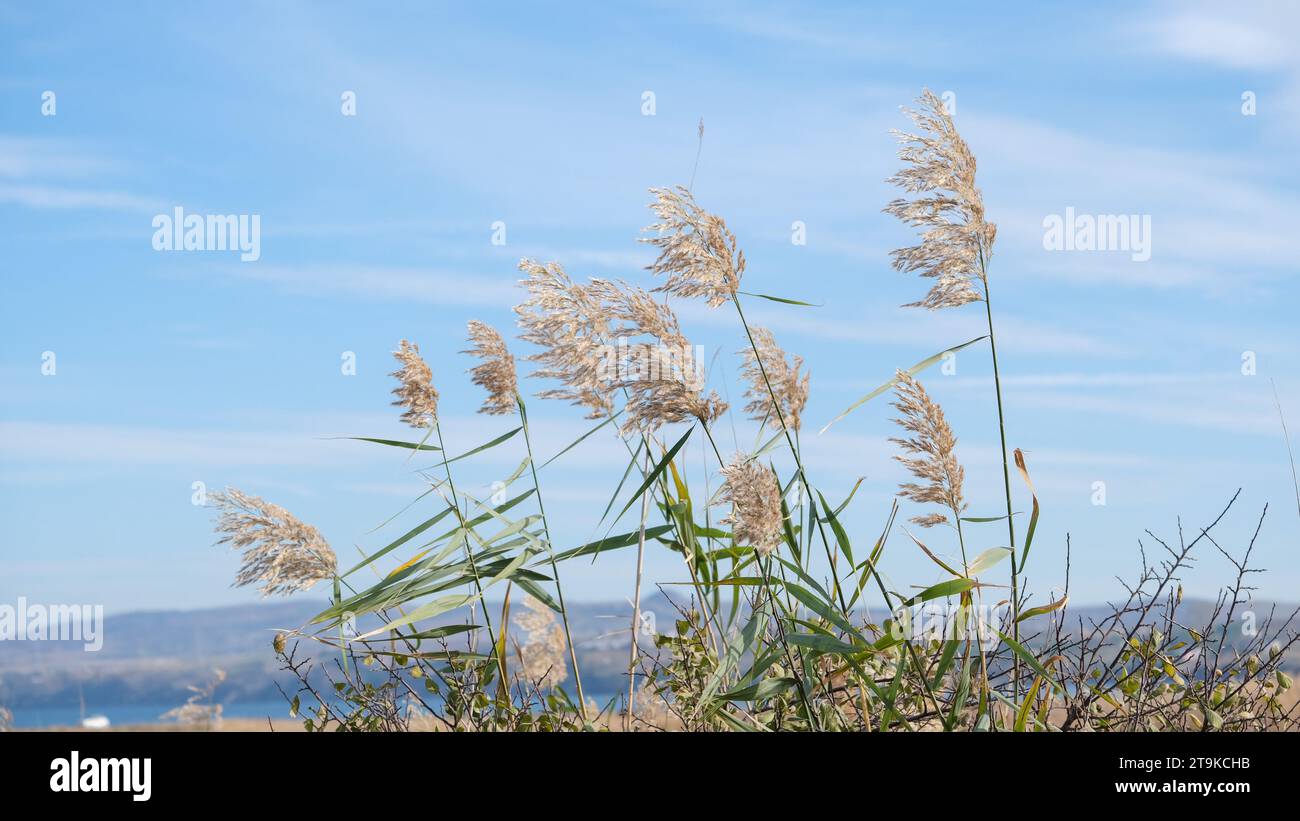 Top part of phragmites australis water reed stems with leaves and seed ...