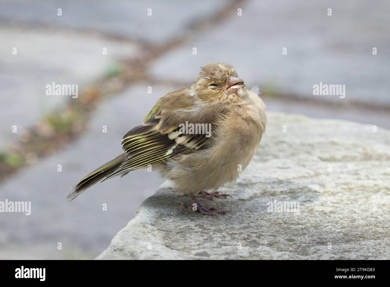 One chaffinch fledgling hi-res stock photography and images - Alamy