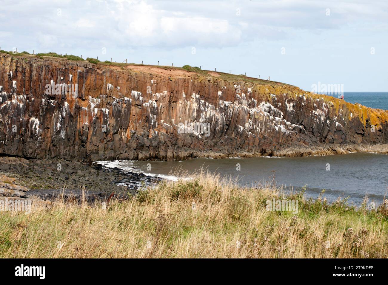 Hexagonal columns of Dolerite, form the cliffs at Cullernose Point ...