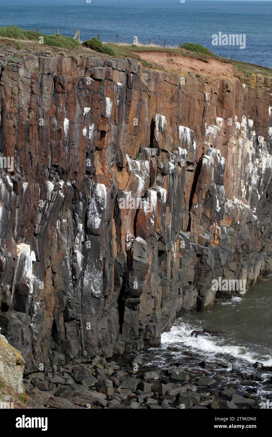 Hexagonal columns of Dolerite, form the cliffs at Cullernose Point ...