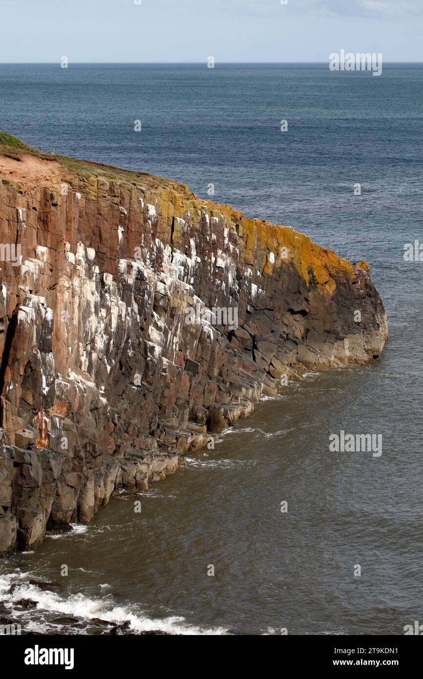 Hexagonal columns of Dolerite, form the cliffs at Cullernose Point ...