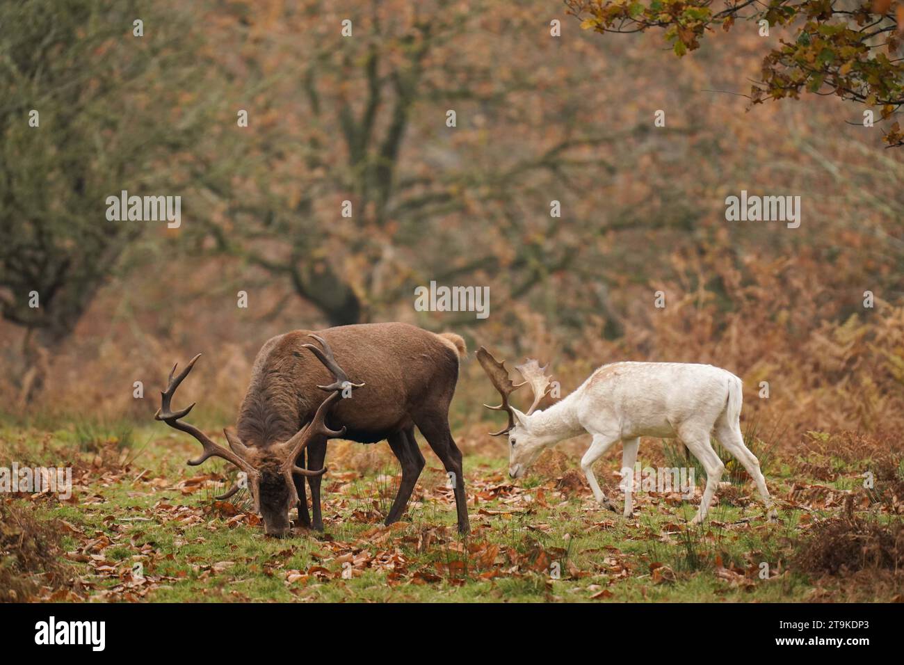 Herds of red and fallow deer at Bradgate Park in Leicestershire ...