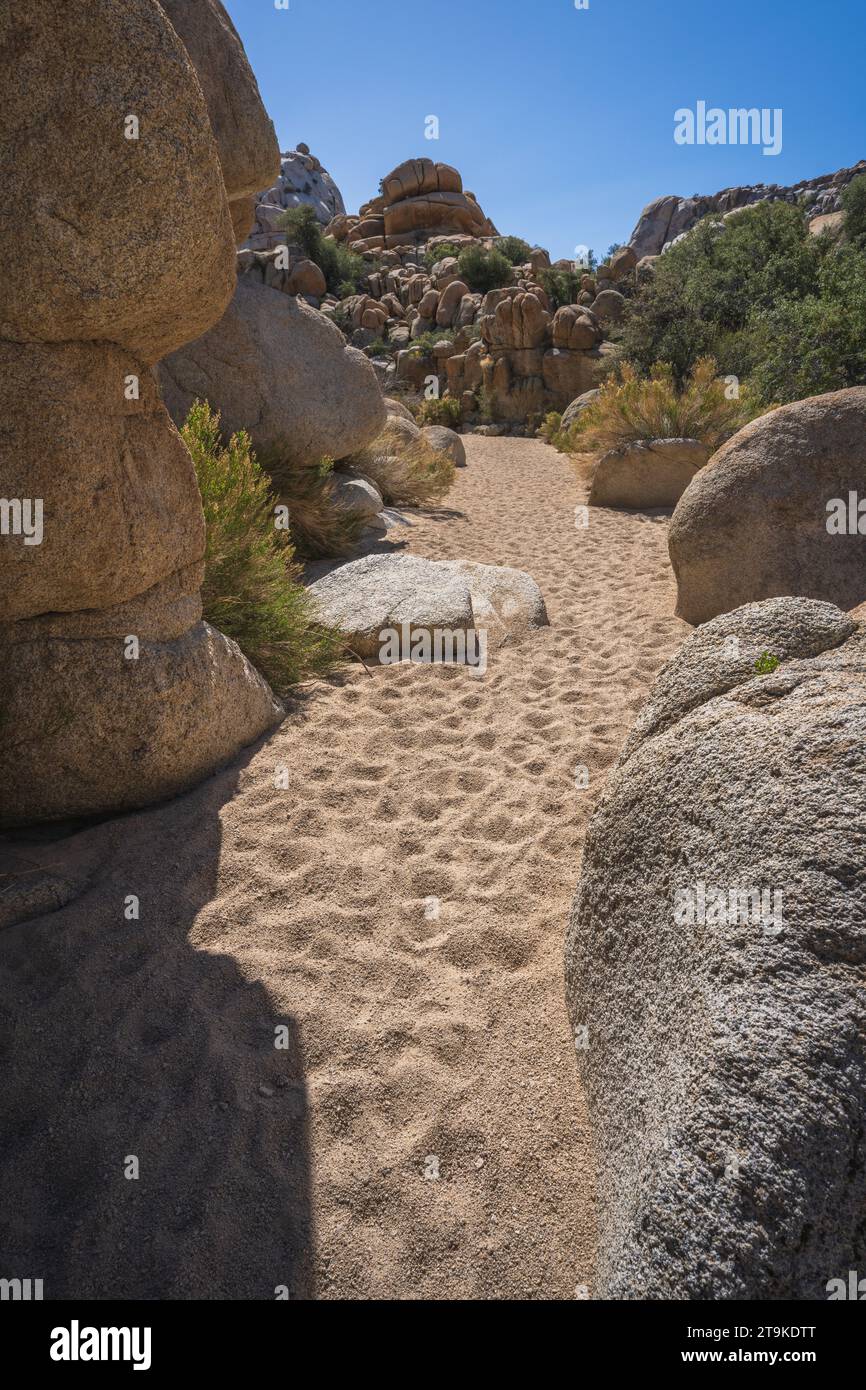 hiking the lost horse mine loop trail in joshua tree national park in ...