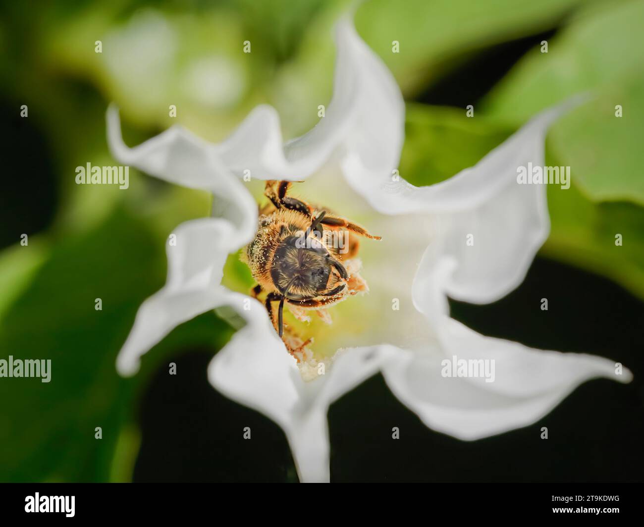 Bee collecting pollem inside a white flower Stock Photo - Alamy