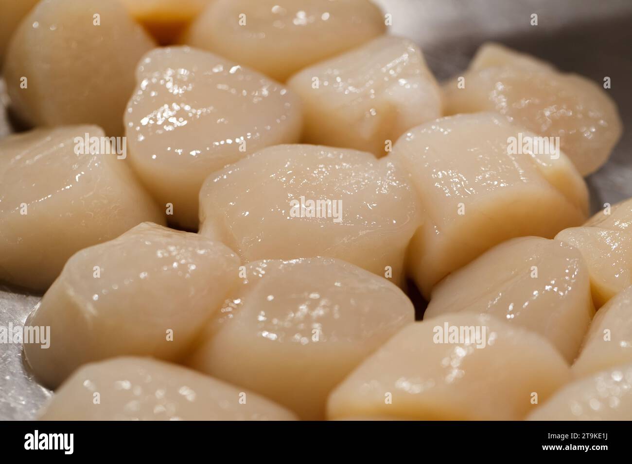 King scallop meat, fresh raw many pieces chilled, at the fish market ...