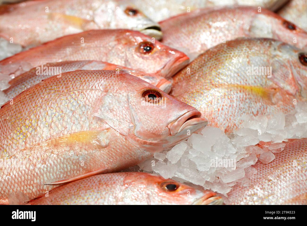 Red snapper, fresh fish on ice at fish market Stock Photo - Alamy