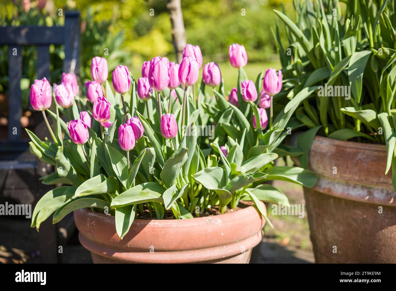 Terracotta pots with pink tulips growing in an English garden. York ...